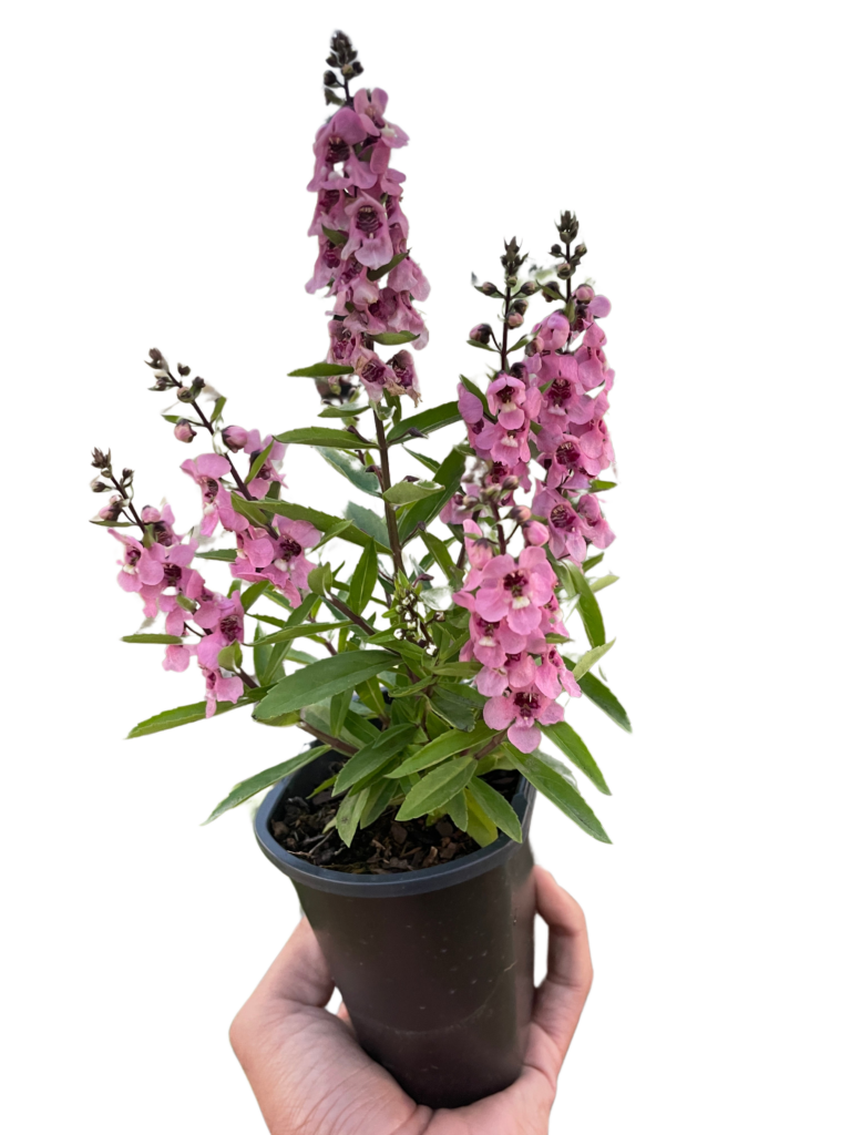 Angelonia | Free Doorstep Plant Delivery 🪴📦
