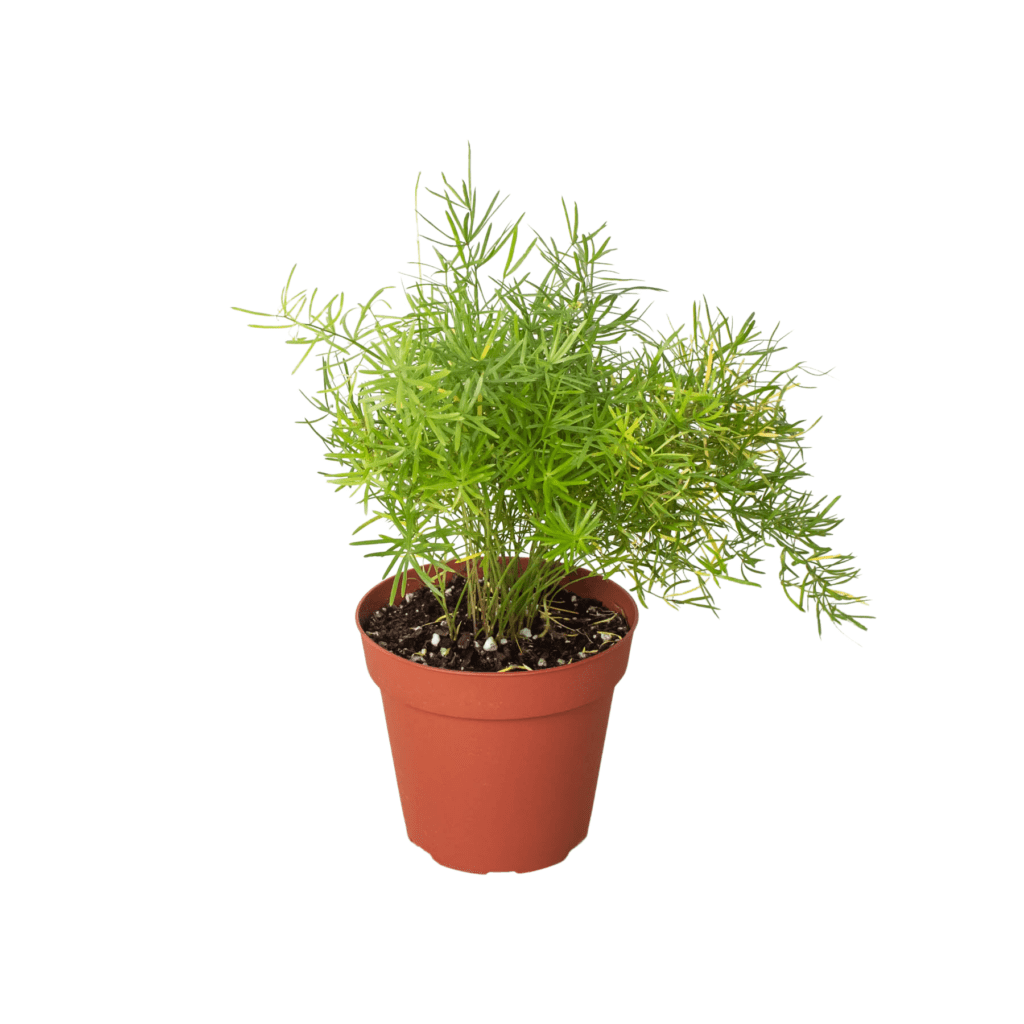 Fern Sprengeri | Free Doorstep Plant Delivery 🪴📦