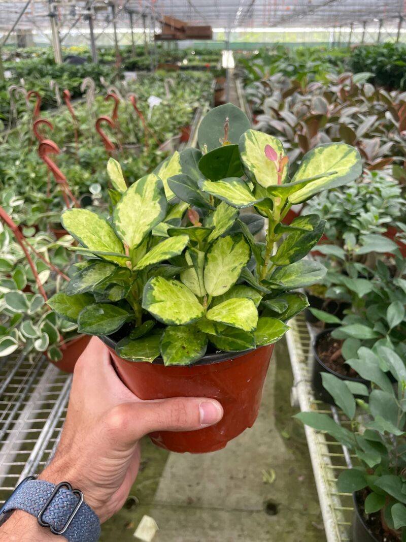 Hoya Lisa | Free Doorstep Plant Delivery 🪴📦