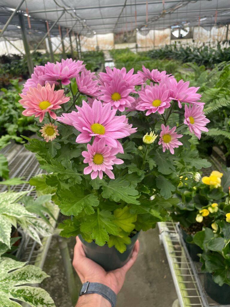 Mum Daisy | Free Doorstep Plant Delivery 🪴📦