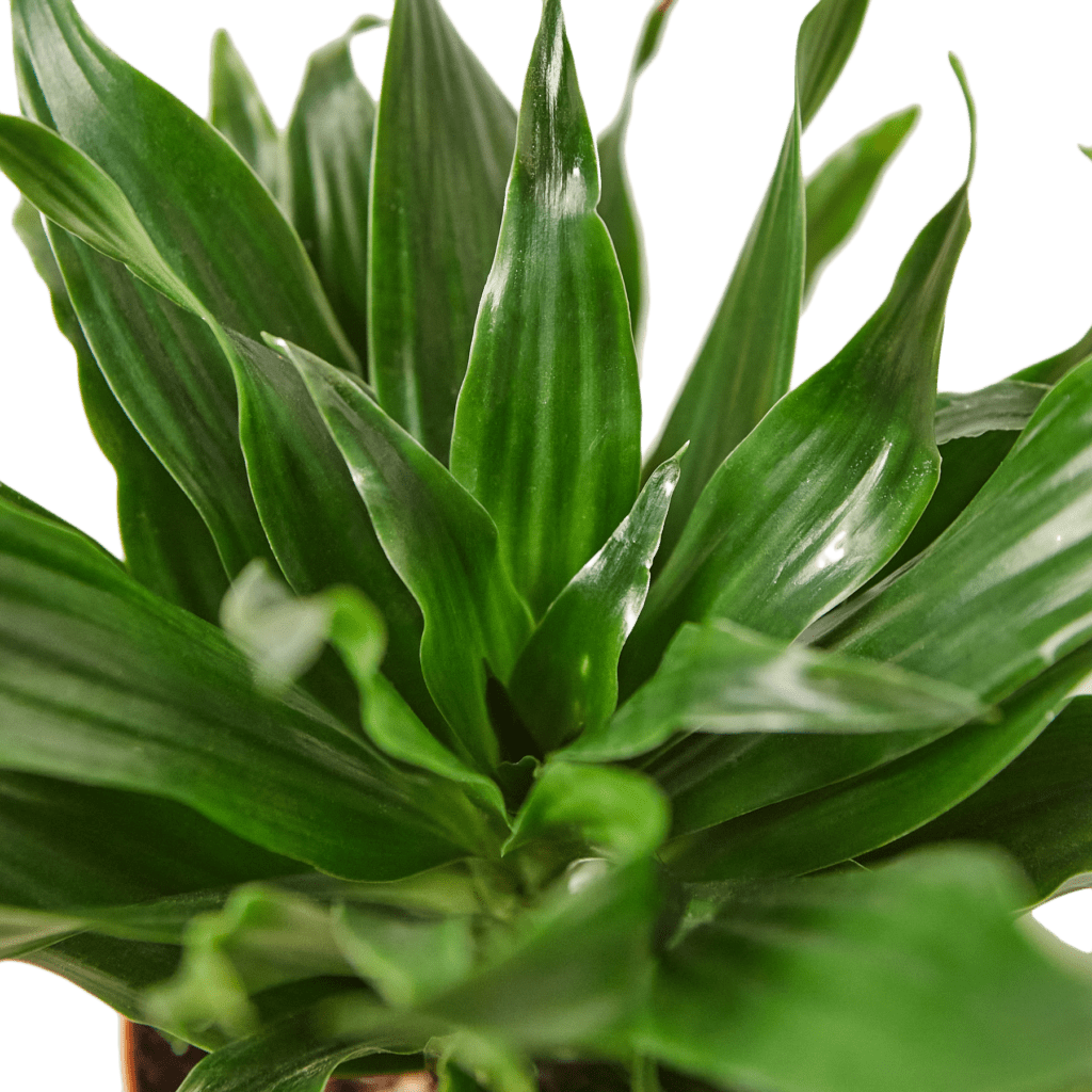 Dracaena Janet Craig | Free Doorstep Plant Delivery 🪴📦
