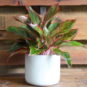 Aglaonema Red Siam Auroral | Free Doorstep Plant Delivery 🪴📦
