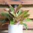Aglaonema Red Siam Auroral | Free Doorstep Plant Delivery 🪴📦