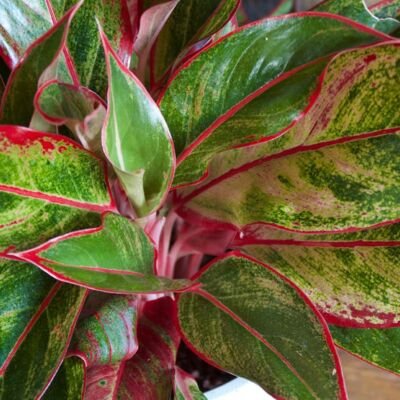 Aglaonema Red Siam Auroral | Free Doorstep Plant Delivery 🪴📦