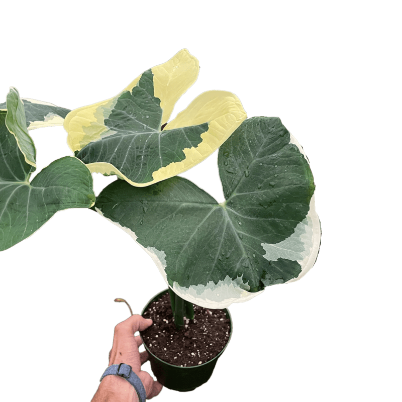 Alocasia Mickey Mouse | Free Doorstep Plant Delivery 🪴📦