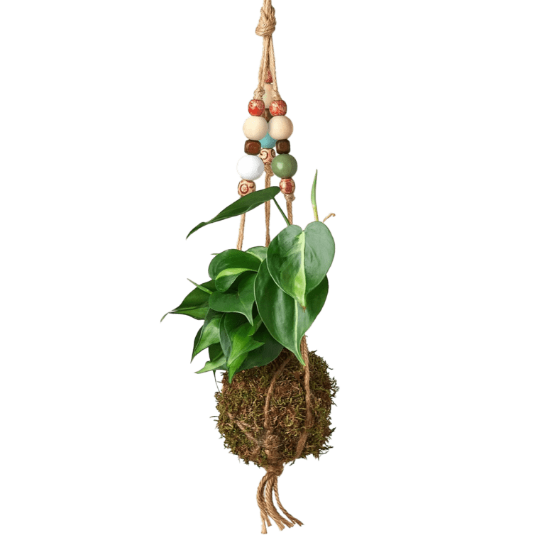 Bead Kokedama Moss Ball Hanging Plant | Free Doorstep Plant Delivery 🪴📦