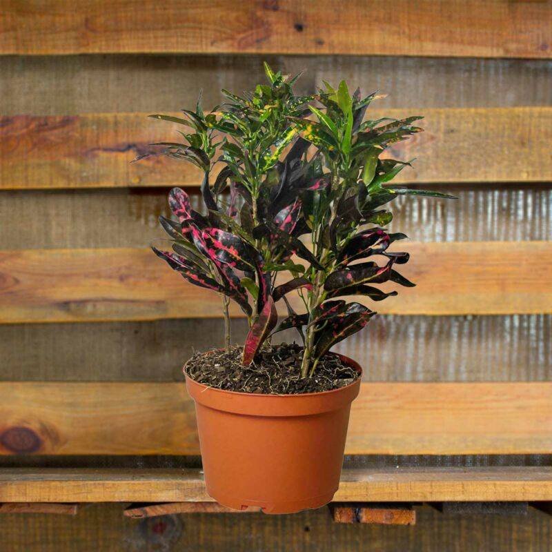 Plant of the Month Club | Forget Me Not Flower Market