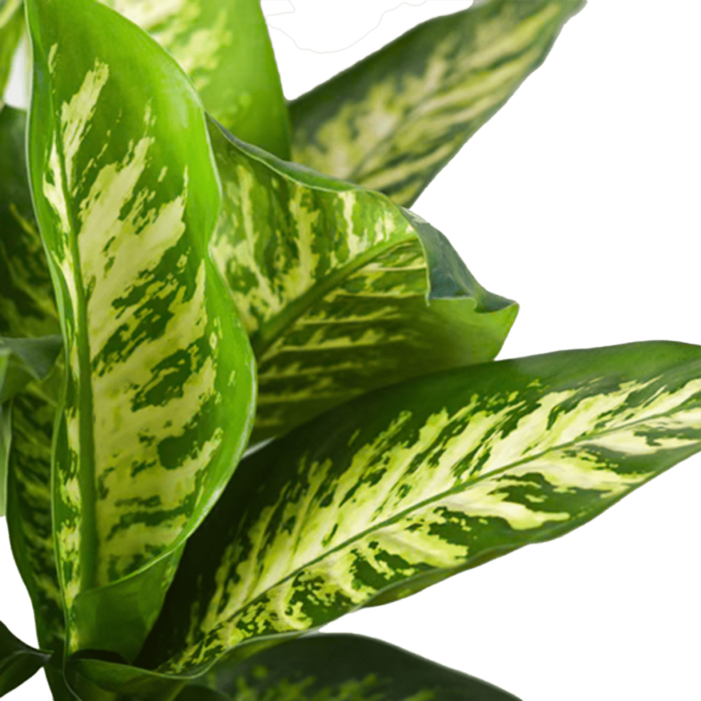 Dieffenbachia Tropic Snow | Free Doorstep Plant Delivery 🪴📦