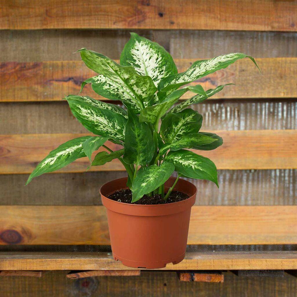 Dieffenbachia Tropic Snow | Free Doorstep Plant Delivery 🪴📦