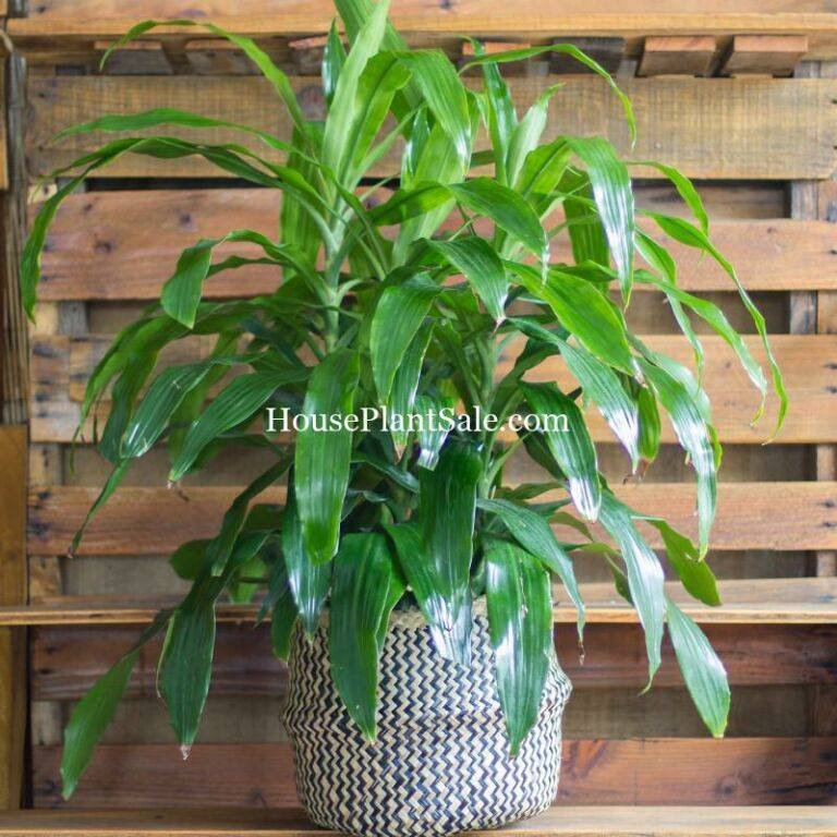 Sansevieria Sayuri - Forget Me Not Flower Market