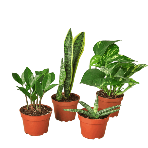 Easy Care Plant Bundle | Free Doorstep Plant Delivery 🪴📦