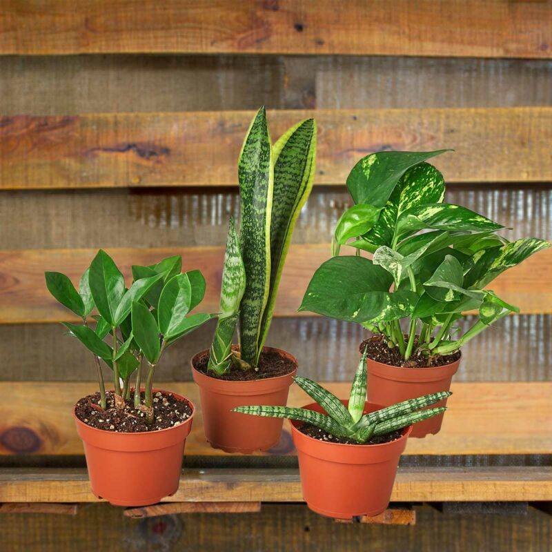 Easy Care Plant Bundle | Free Doorstep Plant Delivery 🪴📦