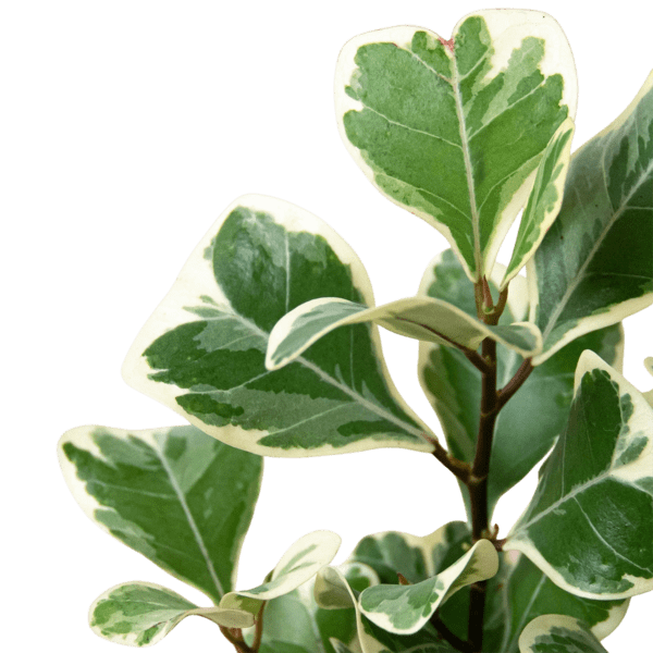 Ficus Elastica Triangularis Variegated | Free Doorstep Plant Delivery 🪴📦