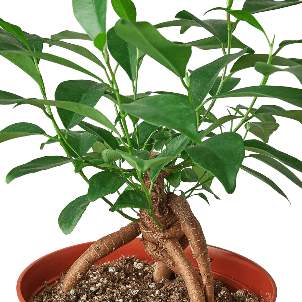 Ginseng Plant For Sale