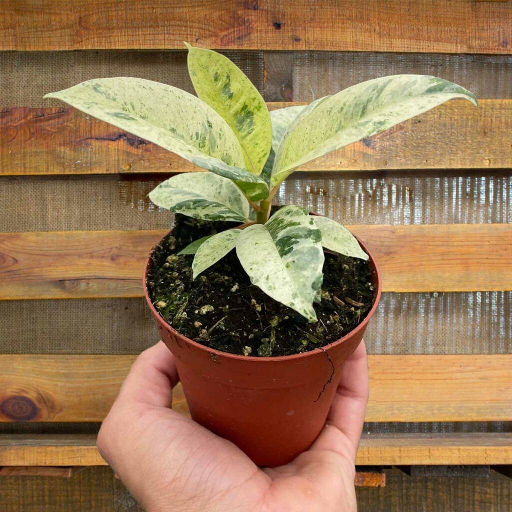 Ficus Shivereana Moonshine | Free Doorstep Plant Delivery 🪴📦