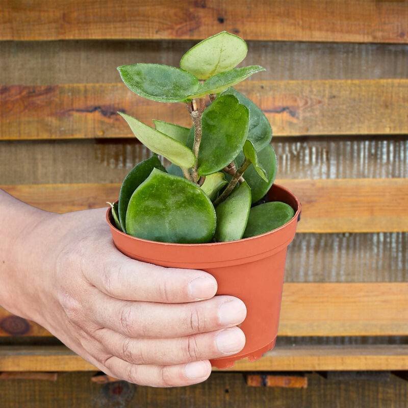 Hoya Carnosa Chelsea | Free Doorstep Plant Delivery 🪴📦