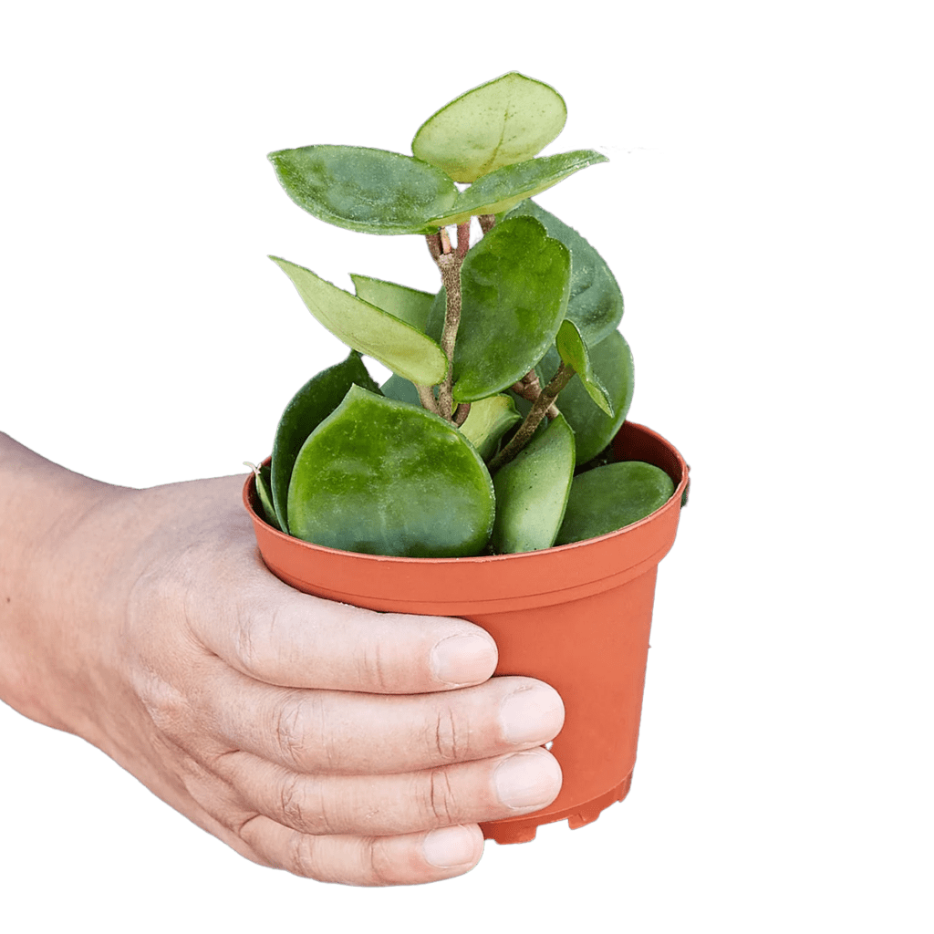 Hoya Carnosa Chelsea | Free Doorstep Plant Delivery 🪴📦