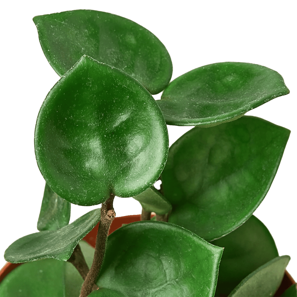 Hoya Carnosa Chelsea | Free Doorstep Plant Delivery 🪴📦