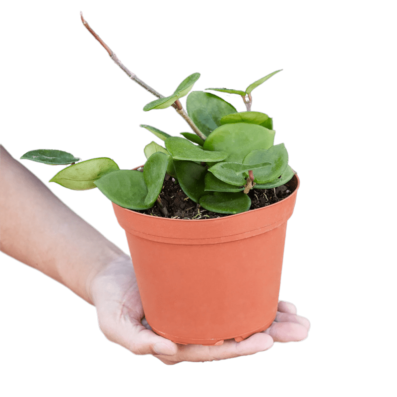 Hoya Carnosa Chelsea | Free Doorstep Plant Delivery 🪴📦
