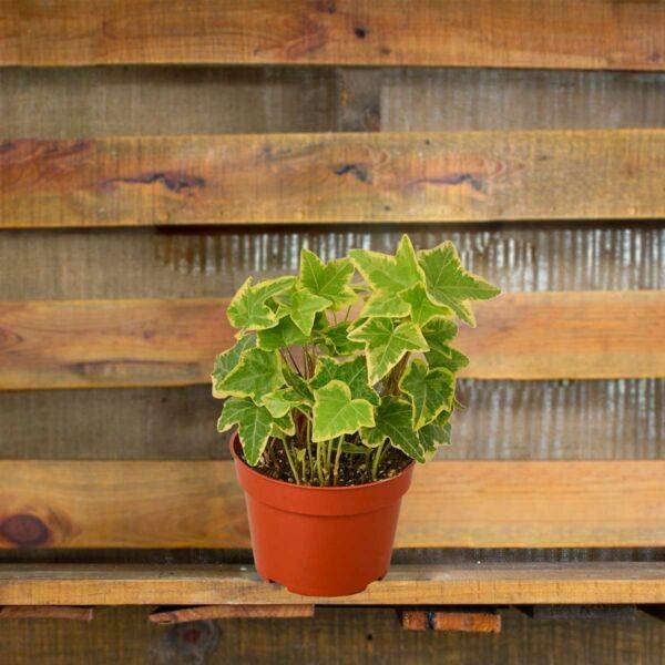 English Ivy Gold Child | Free Doorstep Plant Delivery 🪴📦