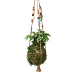 Bead Kokedama Moss Ball Hanging Plant | Free Doorstep Plant Delivery 🪴📦