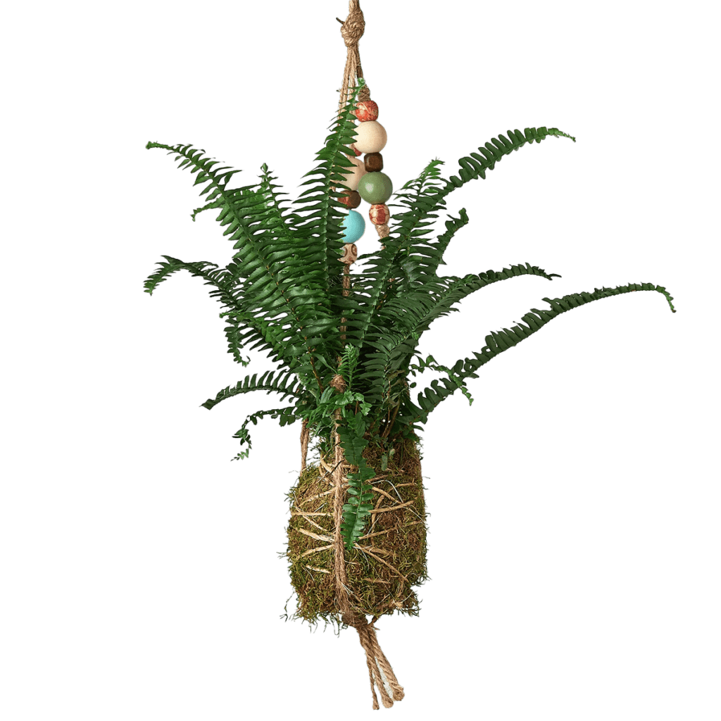 Bead Kokedama Moss Ball Hanging Plant | Free Doorstep Plant Delivery 🪴📦