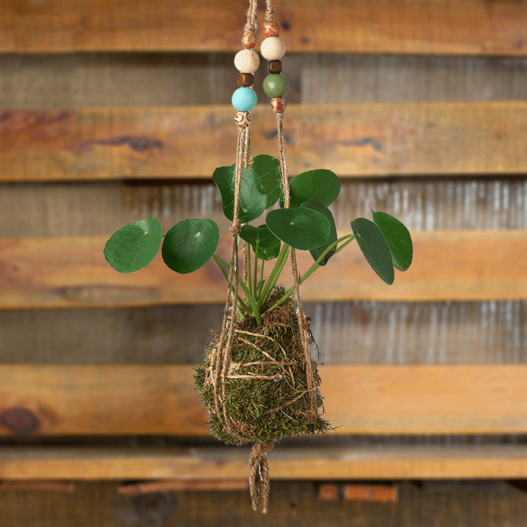 Bead Kokedama Moss Ball Hanging Plant | Free Doorstep Plant Delivery 🪴📦