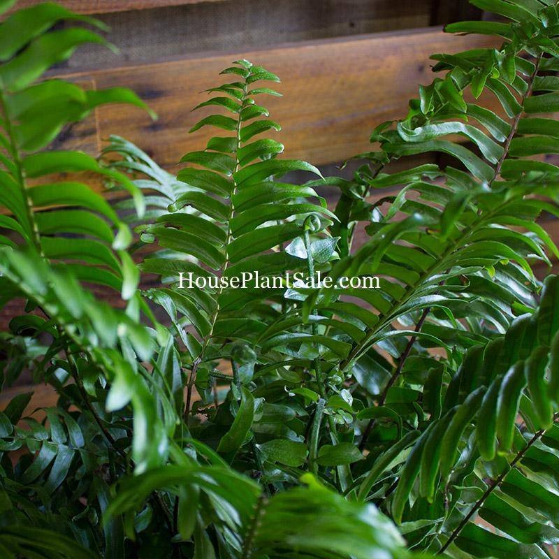 Fern House Plants
