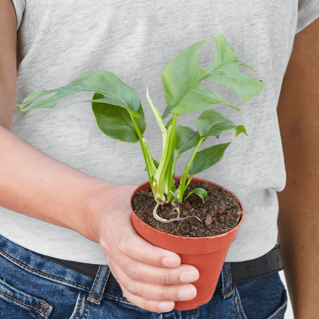 Monstera Minima Swiss Cheese | Free Doorstep Plant Delivery 🪴📦