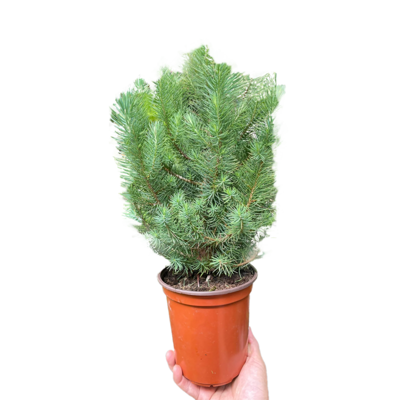Blue Pine Trees | Free Doorstep Plant Delivery 🪴📦