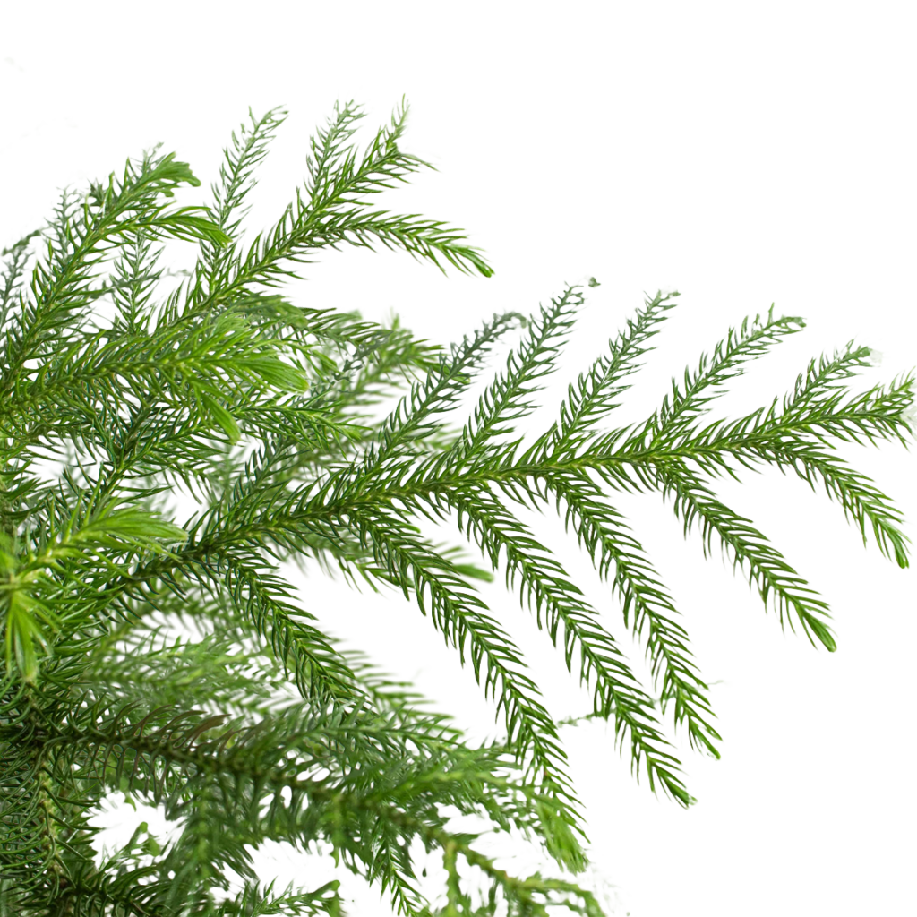 Norfolk Island Pine | Free Doorstep Plant Delivery 🪴📦