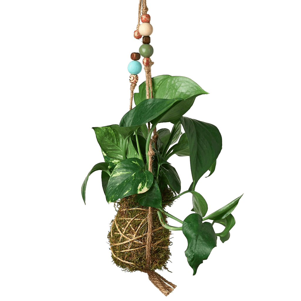 Bead Kokedama Moss Ball Hanging Plant | Free Doorstep Plant Delivery 🪴📦