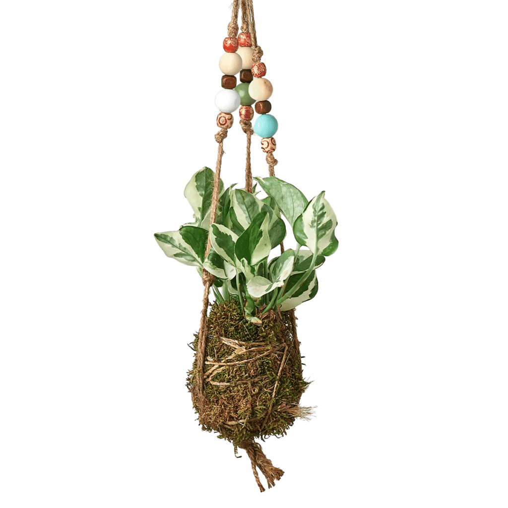 Bead Kokedama Moss Ball Hanging Plant | Free Doorstep Plant Delivery 🪴📦