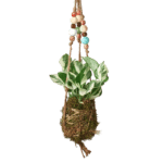 Bead Kokedama Moss Ball Hanging Plant | Free Doorstep Plant Delivery 🪴📦