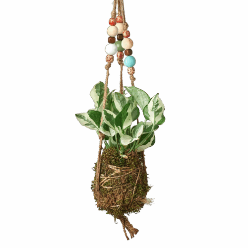 Bead Kokedama Moss Ball Hanging Plant | Free Doorstep Plant Delivery 🪴📦