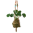 Bead Kokedama Moss Ball Hanging Plant | Free Doorstep Plant Delivery 🪴📦