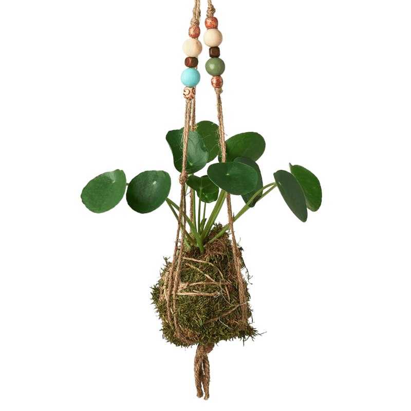 Bead Kokedama Moss Ball Hanging Plant | Free Doorstep Plant Delivery 🪴📦