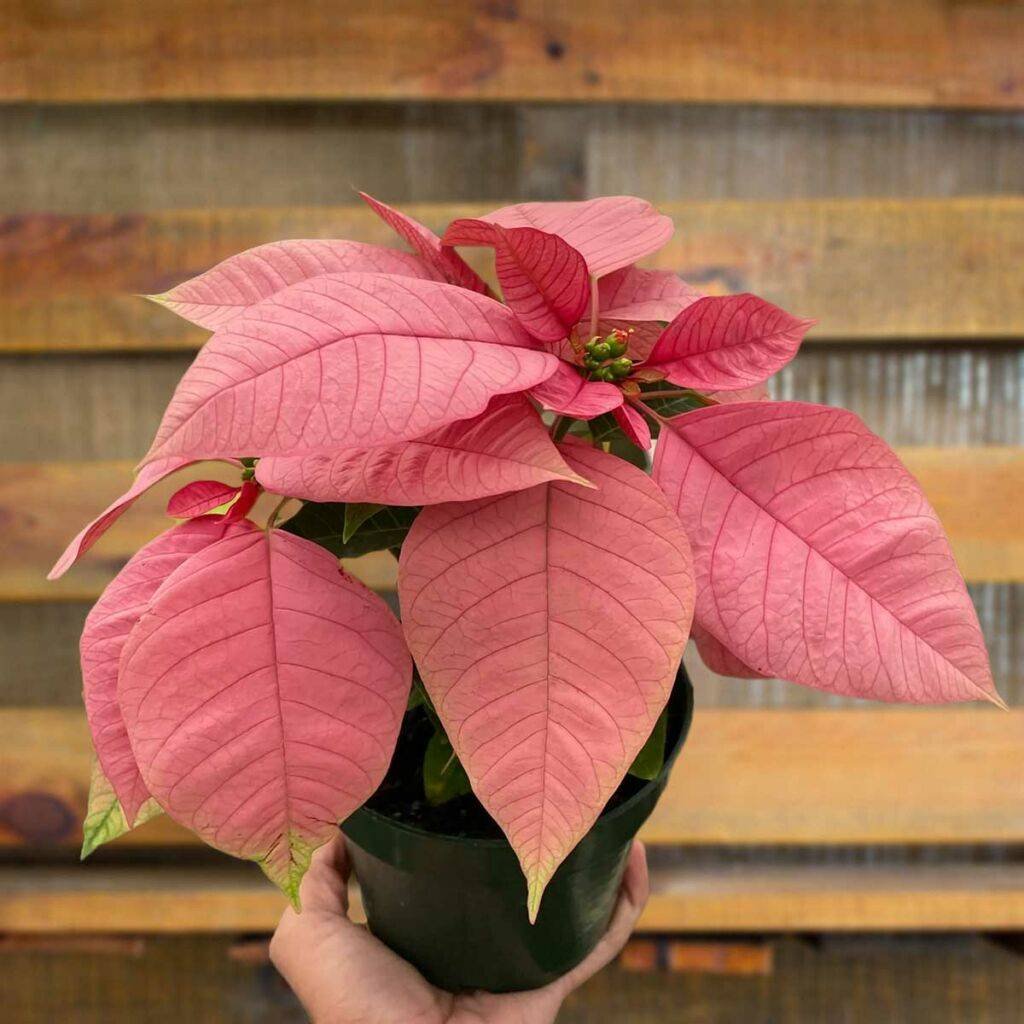 Poinsettia Pink | Free Shipping 🪴📦| HousePlantSale.com