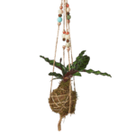 Bead Kokedama Moss Ball Hanging Plant | Free Doorstep Plant Delivery 🪴📦