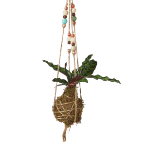 Bead Kokedama Moss Ball Hanging Plant | Free Doorstep Plant Delivery 🪴📦
