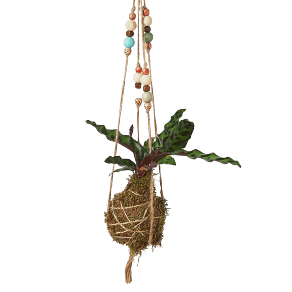 Bead Kokedama Moss Ball Hanging Plant | Free Doorstep Plant Delivery 🪴📦