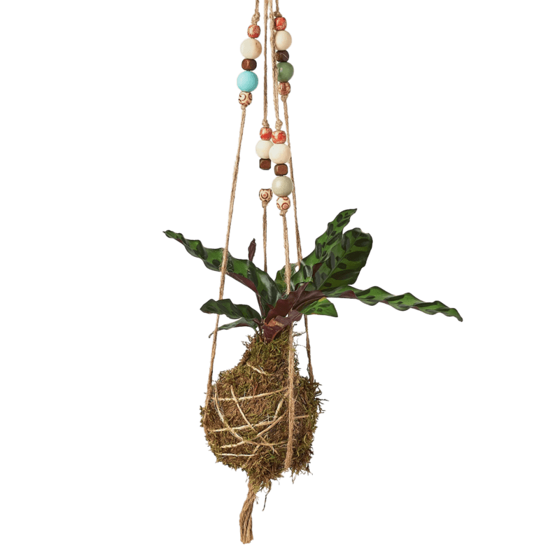 Bead Kokedama Moss Ball Hanging Plant | Free Doorstep Plant Delivery 🪴📦