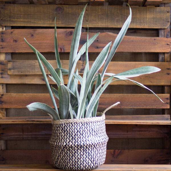 Sansevieria Sayuri | Free Doorstep Plant Delivery 🪴📦