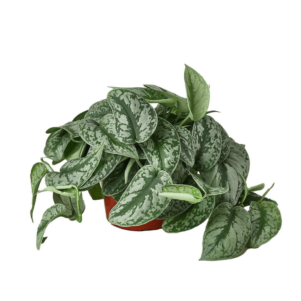 Scindapsus Pictus Exotica | Free Doorstep Plant Delivery 🪴📦