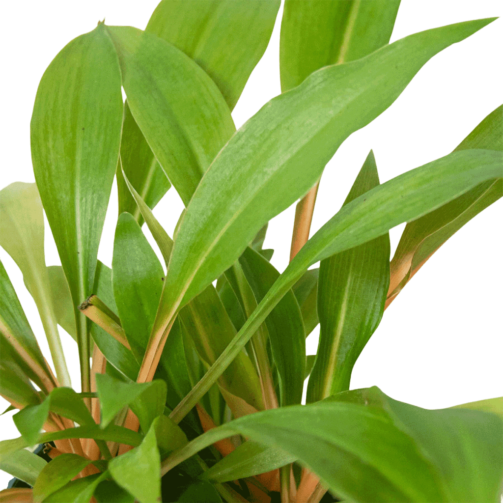 Spider Plant Fire Flash | Free Doorstep Plant Delivery 🪴📦