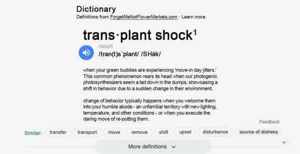 Ultimate Go-To Guide for Transplant Shock | House Plants for Sale Online
